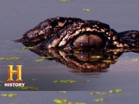 Swamp People: Gator Behavior | History