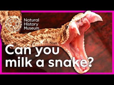 Can you milk a snake? | Surprising Science