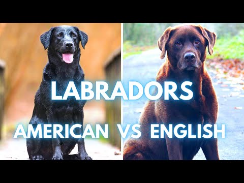 American Labrador vs English Labrador Retriever - What is the Difference?