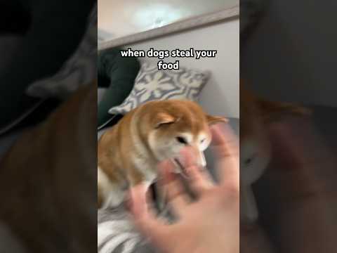 Guilty criminal for theft & cuteness overload