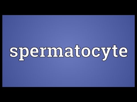 Spermatocyte Meaning