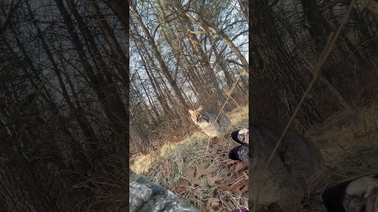 Watch a bobcat stalk, strike at a Wisconsin turkey hunter