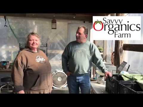 Planting Potatoes & Onions | Savvy Organics Farm