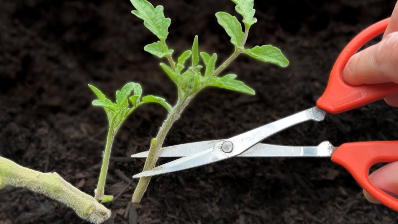 🍅 5 Techniques to Make Tomato Plants Grow Faster