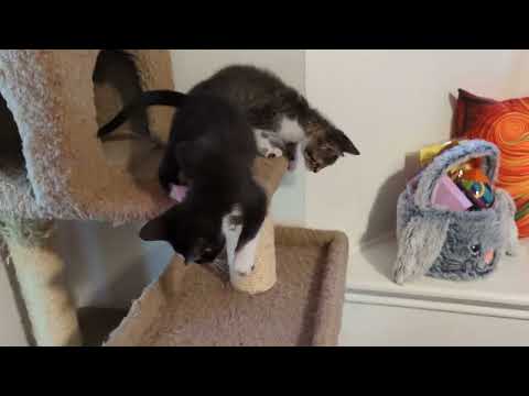 Uncle Sean and cats. - KTSA