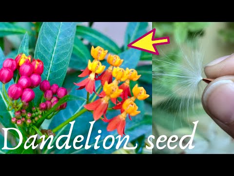 Dandelion Seed Flowering Plant come to my garden! Step by Step | Urdu _ Hindi | English sub