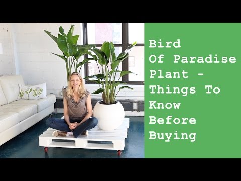 Bird Of Paradise Indoor Plant - Things To Know Before Buying