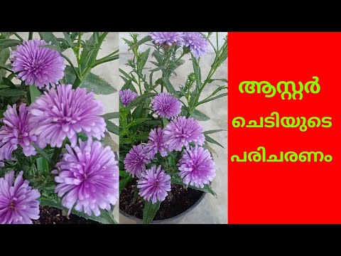 How to grow and care Aster plant in Malayalam (ആസ്റ്റർ ചെടിയുടെ പരിചരണം )