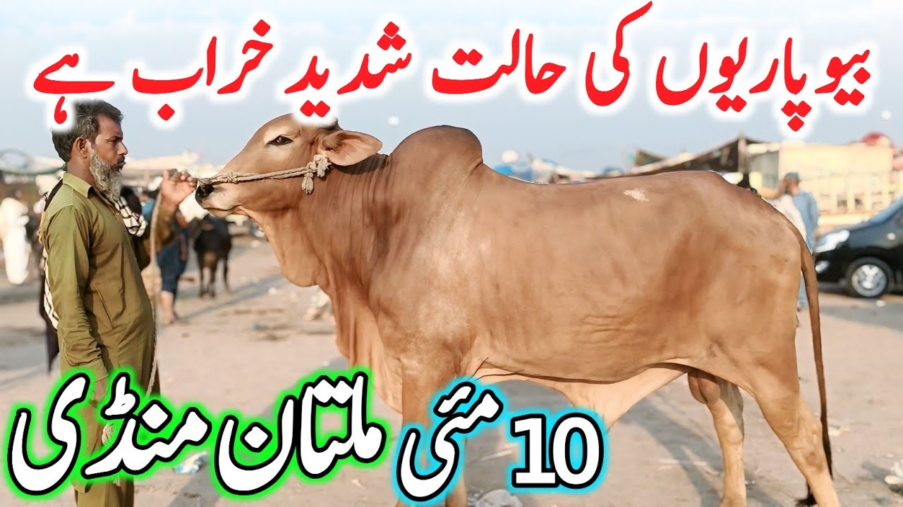 Today Multan Cow Mandi 2026 Fresh Latest Update | Cholistani Sahiwal & Brhaman Bachre Qurbani 2026 🔥