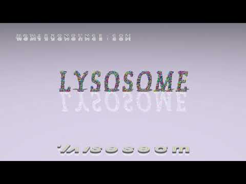 lysosome - pronunciation