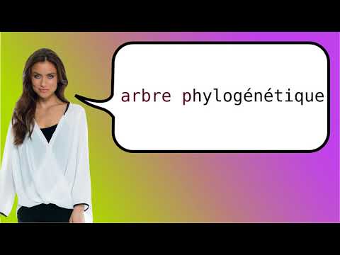 How to say 'evolutionary tree' in French?
