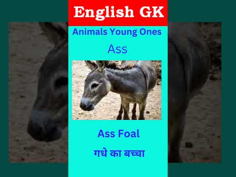 Ass Foal English GK #gkinhindi #sscgl #shortsfeed #sscgkgsbyvishalsir #sscgk #gkshorts