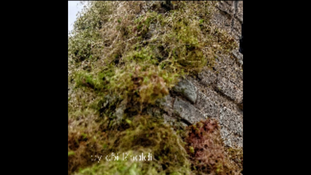 Cheap and Realistic, Make Awesome Miniature Vines for Diorama #shorts