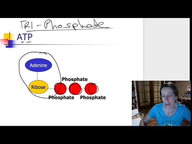 Understanding ATP and Coupled Reactions: The Energy Behind Life | Galaxy