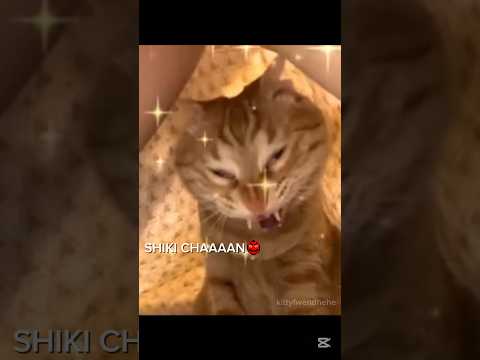 AiScream❌ I Scream✔️ #shorts #funny #memes #meme #cat #cats #scary #possessed #foryouシ #feed