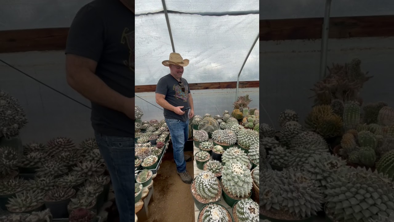 One of the wildest collections of Ariocarpus I’ve even encountered.