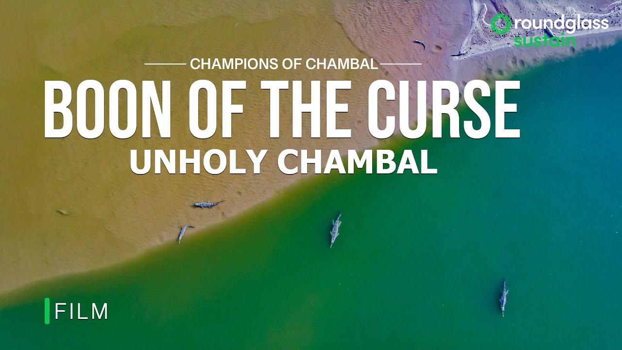Champions of Chambal: Boon of the Curse | Unholy Chambal | Riverine Habitat | @RoundglassSustain
