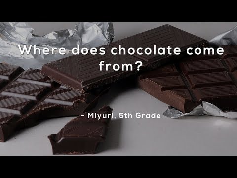 Where Does Chocolate Come From: English ESL video lessons