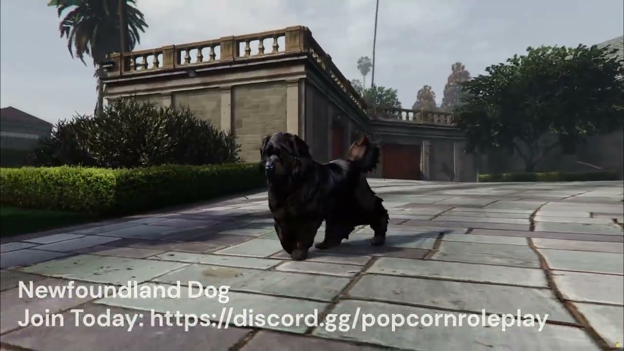Newfoundland Dog - Addon Ped - FiveM Releases - Cfx.re Community