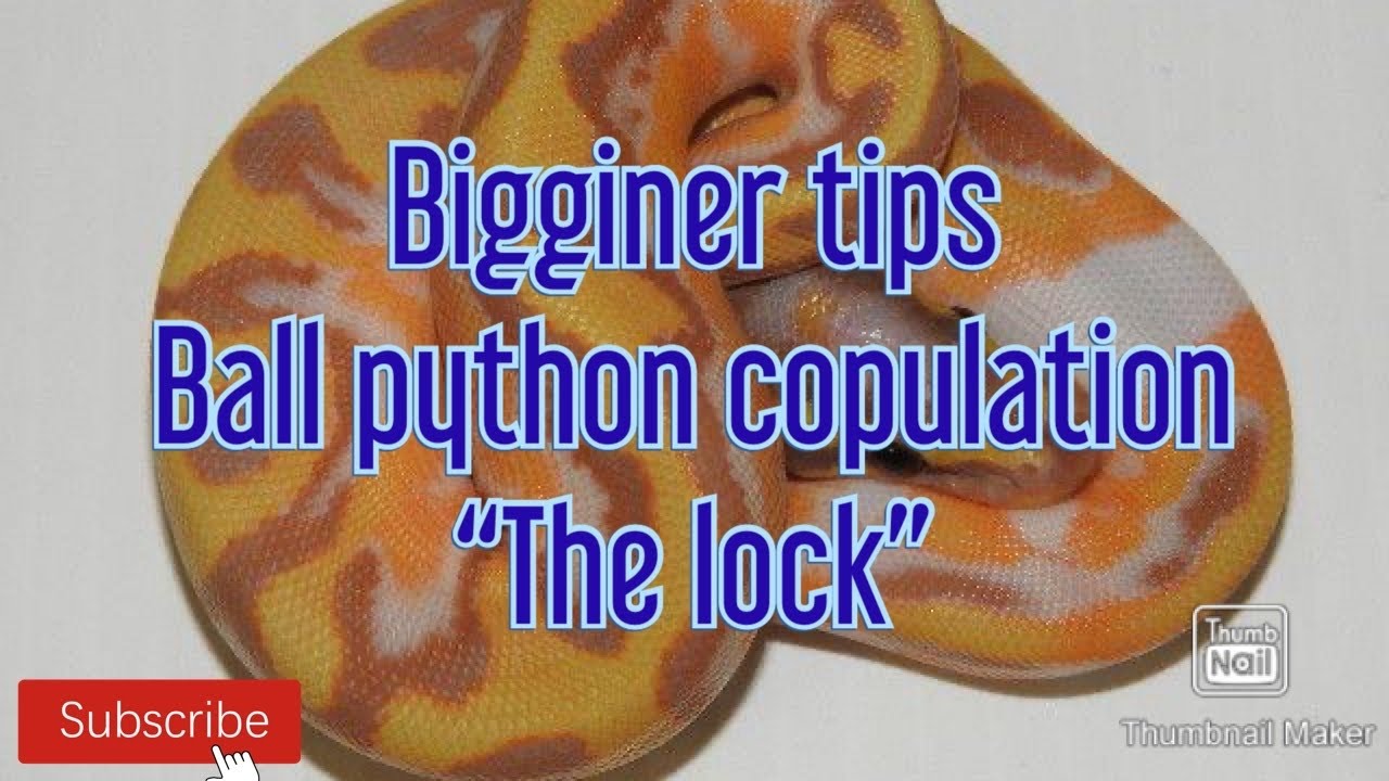 Breeding ball python for beginners. snakes lock-Copulation #breedingballpythons #reptiles #tutorial