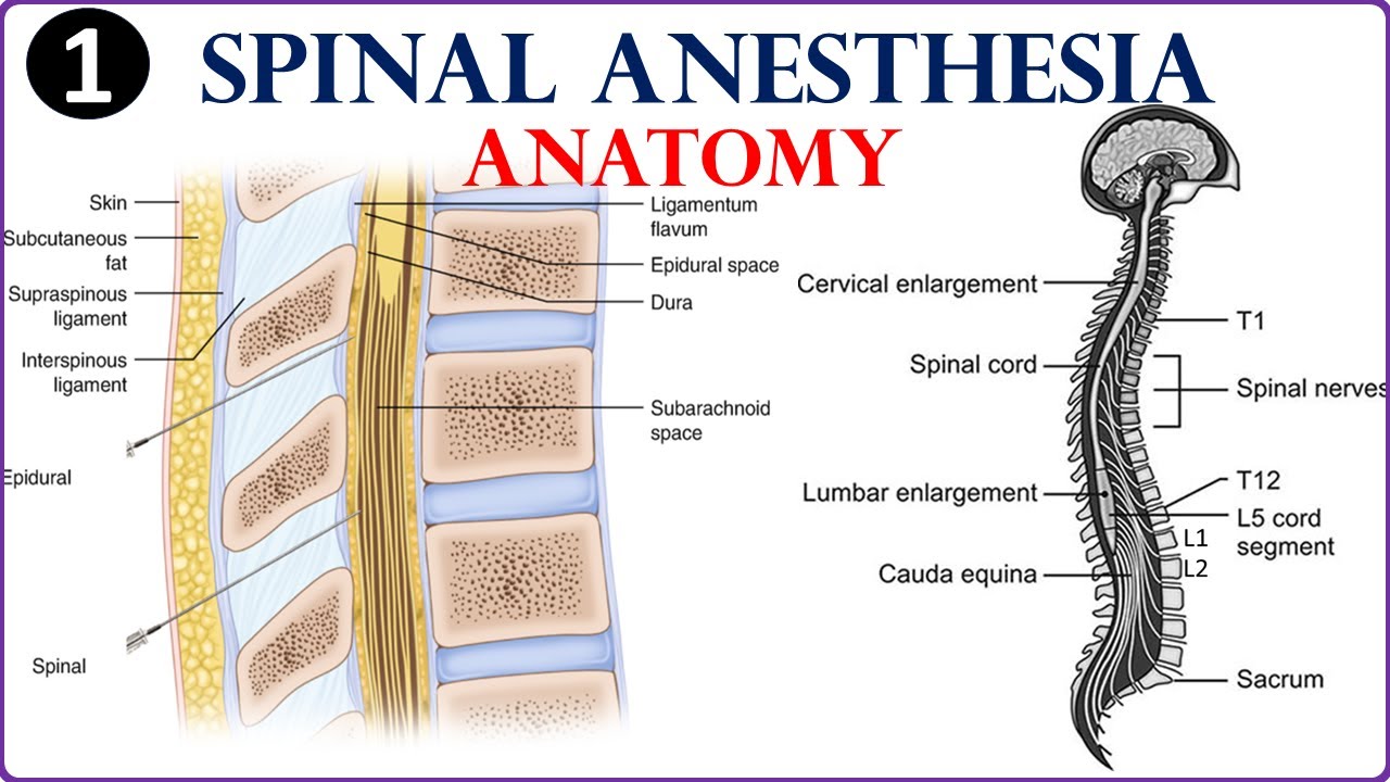 Spinal Anesthesia (Anatomy)