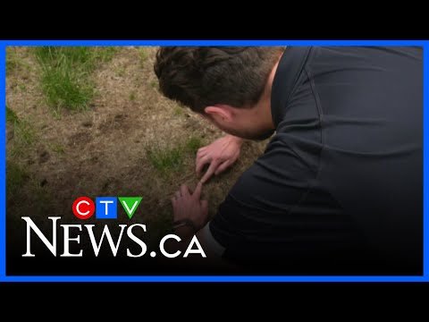 Telltale sign: A yard with dead grass surrounded by green lawns