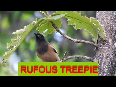 Rufous Treepie