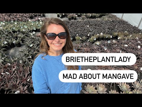 Mad About Mangave