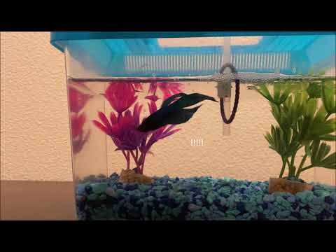 teaching my fish to swim through a hoop – a fish named cosmo