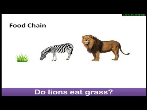 Science: Animal-Plant Food Chains Urdu/Hindi Class-1, Class-2, Class-3