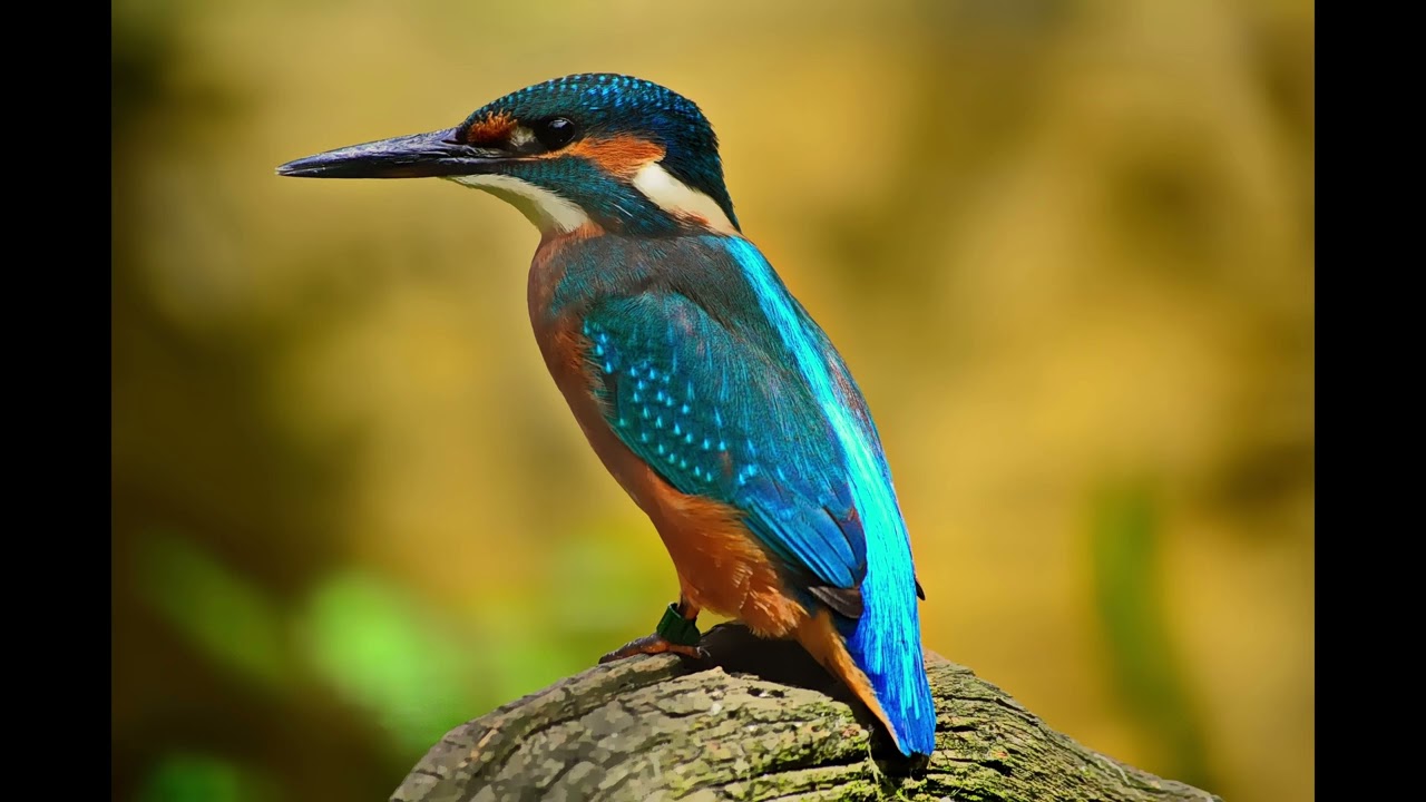 50 fascinating fast facts about kingfishers