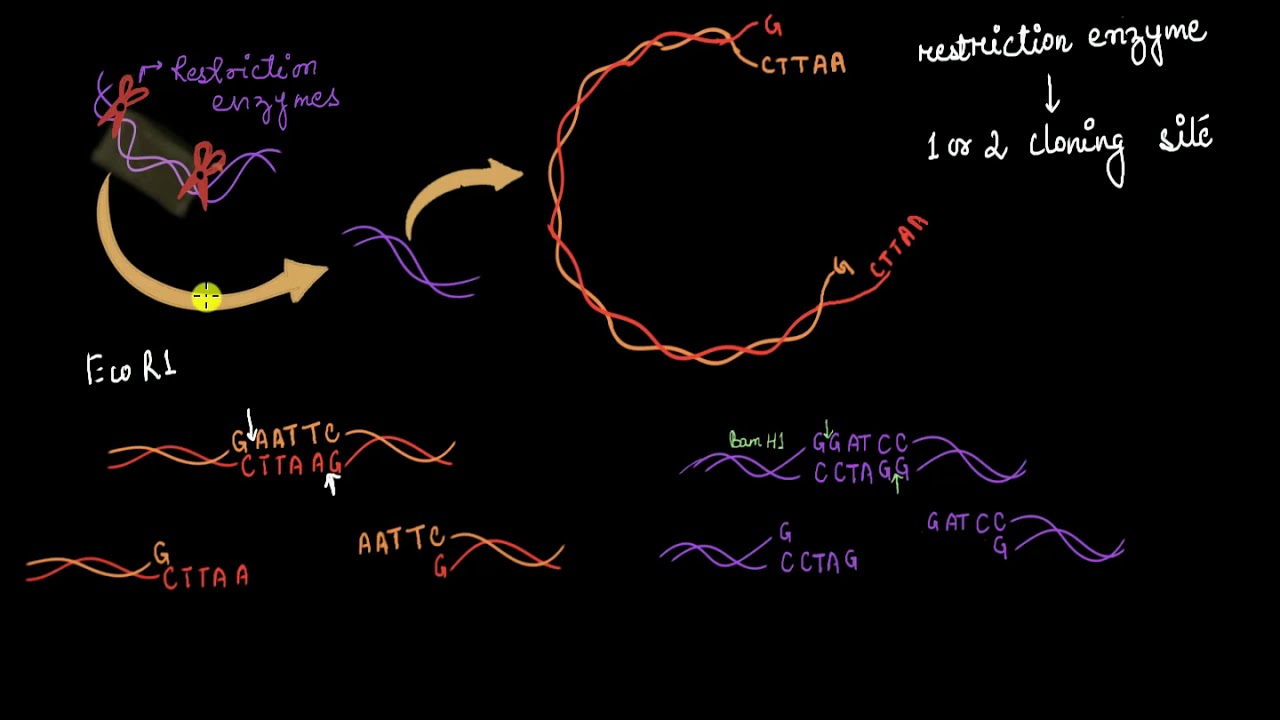 Multiple cloning sites & restriction enzymes | Biotechnology | Biology | Khan Academy