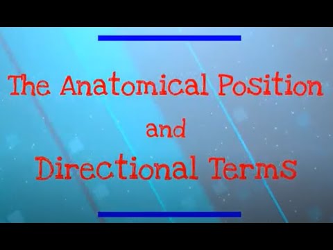 Anatomical Position and Directional Terms