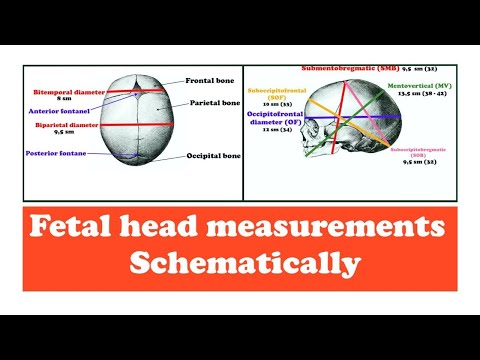 Fetal head measurements