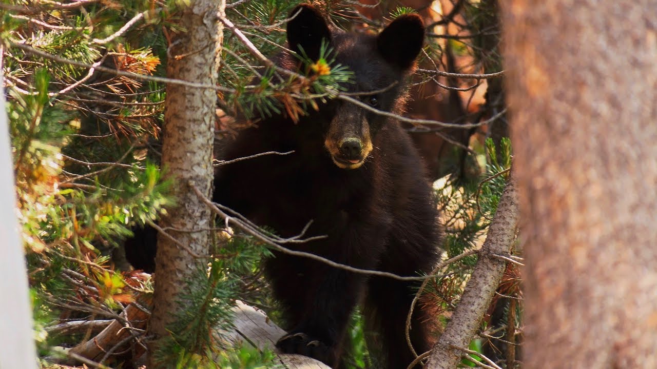 Black bears (Ursus americanus) at Yosemite