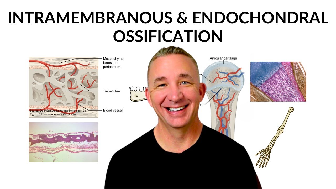 Bone Development: Intramembranous vs. Endochondral Ossification