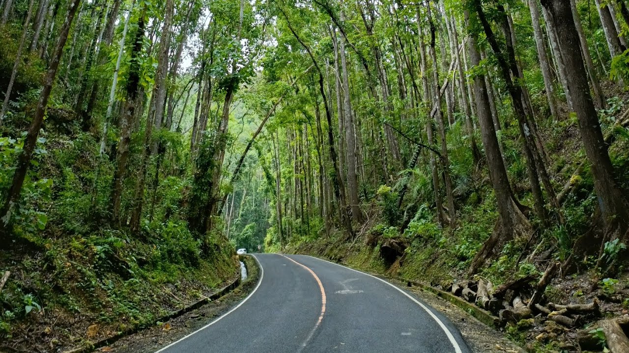 ( 4K WALK ) Man-Made Forest Of Bilar and Loboc, Bohol Walk Tour