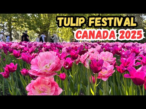 Tulip Festival 2025 | Spring Festivals in Canada Walking Tour