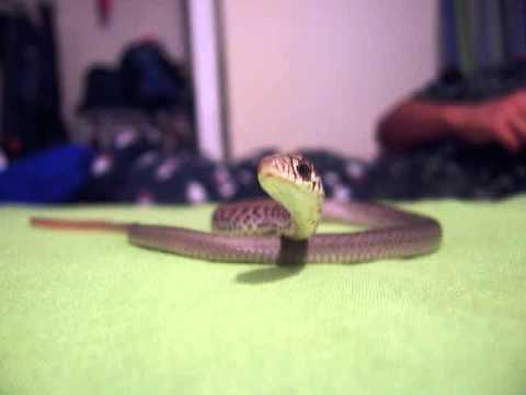 baby black racer.(coluber constrictor)