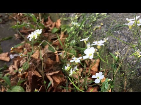 Sand rock-cress (Arabidopsis arenosa) - 2017-08-20