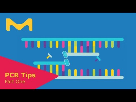 Steps of PCR and Essential Components