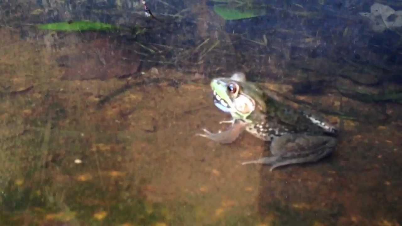 SloPro iPhone App - Frogs Diving In Slow Motion