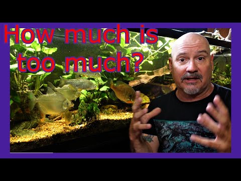 How Do We Define "Overstocked" In Our Fish Tanks?