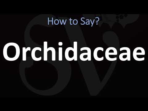How to Pronounce Orchidaceae? (CORRECTLY)