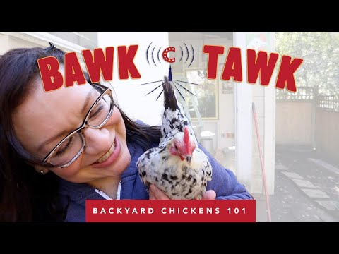 Medicated vs. Non-Medicated Feed for Baby Chicks - Bawk Tawk Podcast LIVE!