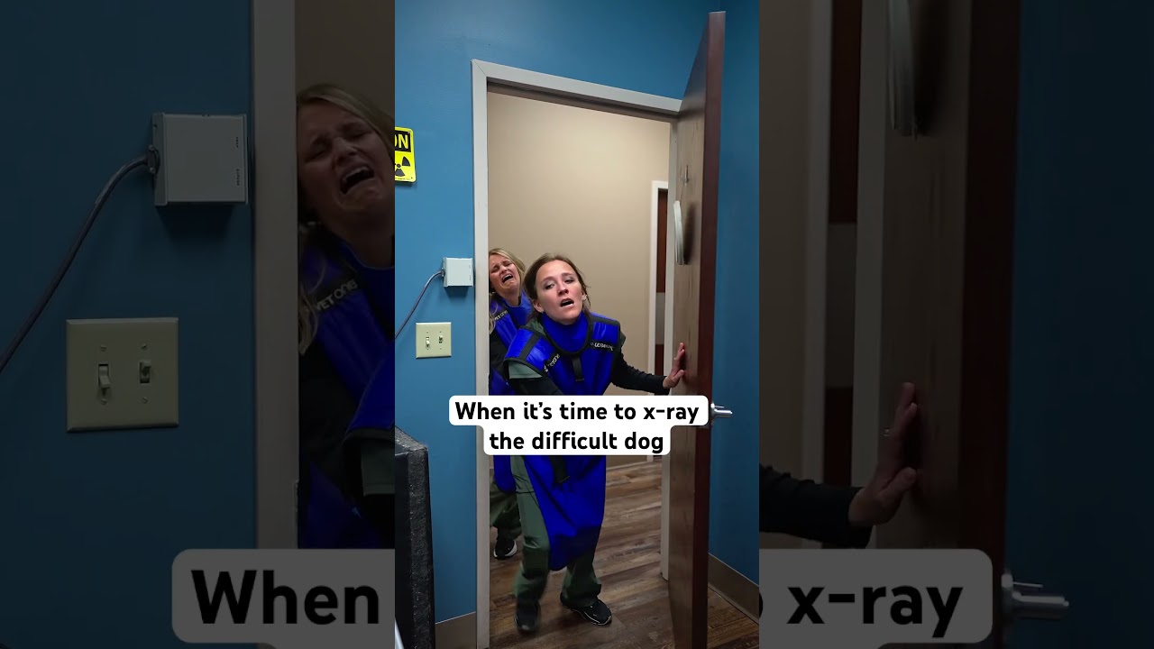 X-raying a dog can be hard #shorts #veterinarian