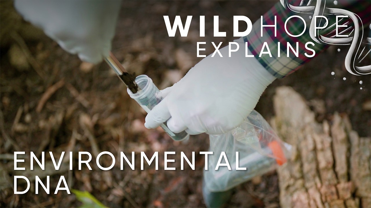 Is “Environmental DNA” the Future of Conservation? | Wild Hope Explains