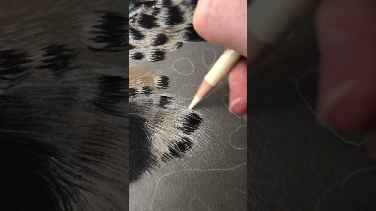 Leopard drawing in the making  #drawing #leopard  #art