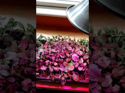 Sansi grow light review.