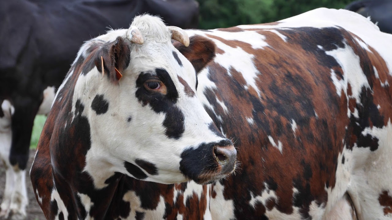 International Dairy Federation: Global Dairy Expertise